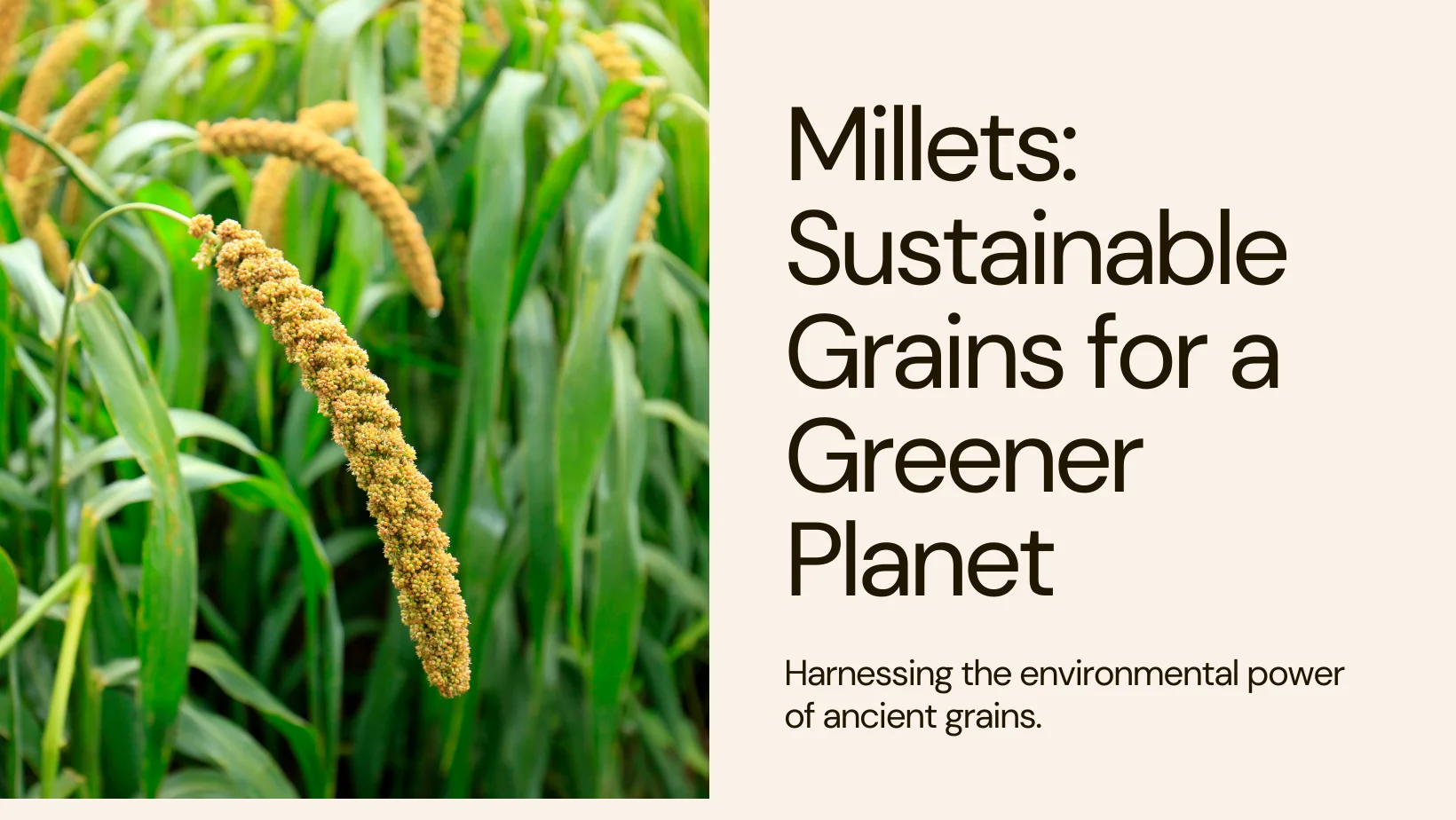 Environmental Benefits of Millets: Sustainable Grains